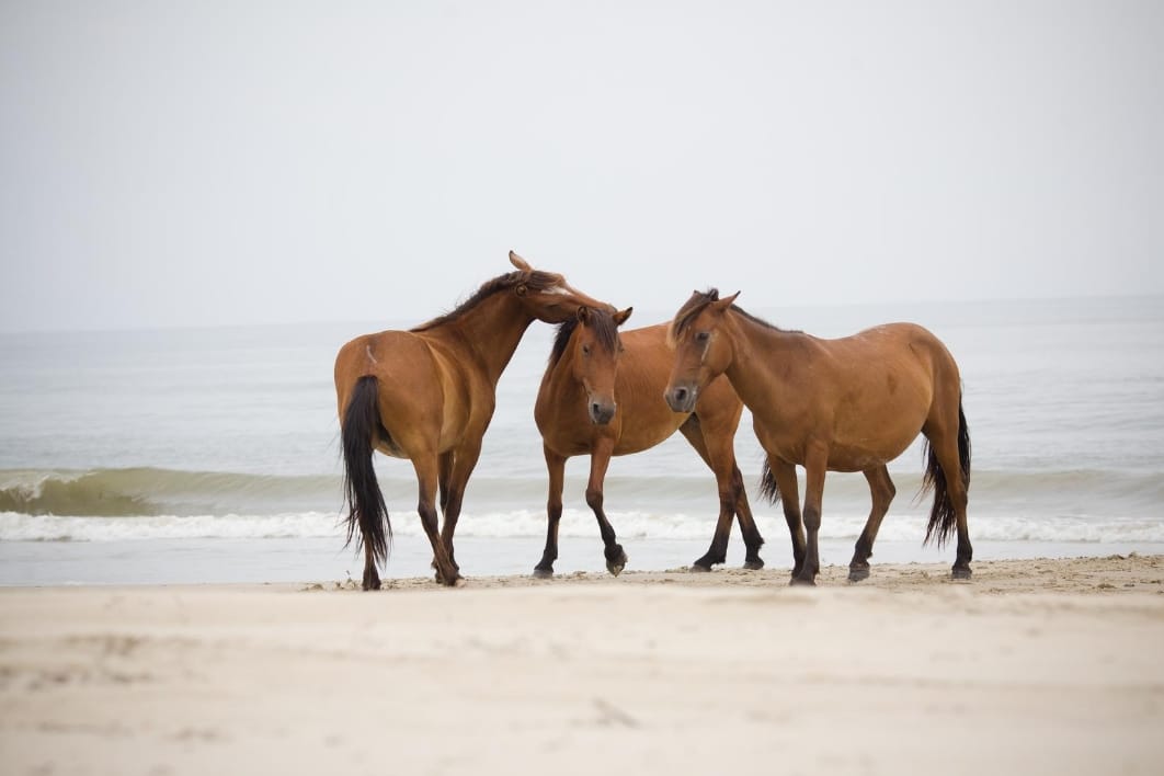 Natural Horse Language vs Conditioning: What’s the Difference?