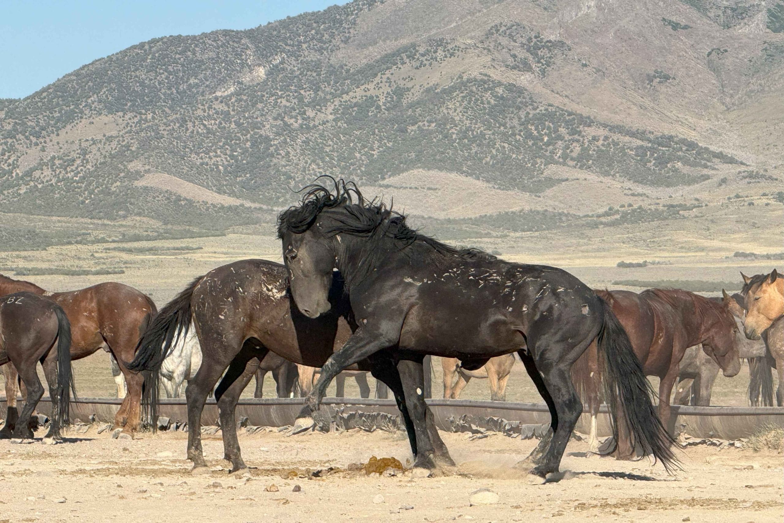 The Rise Of Dominance - And What That Means For Horses